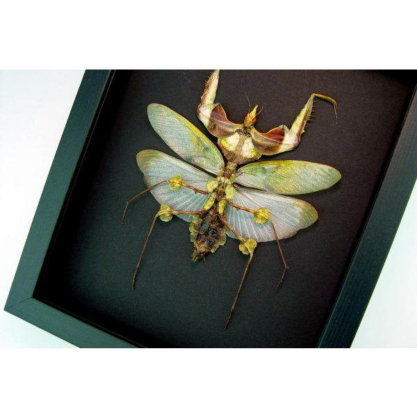 Idolomantis diabolica Female - Devil Mantis - Giant Framed Praying Mantis