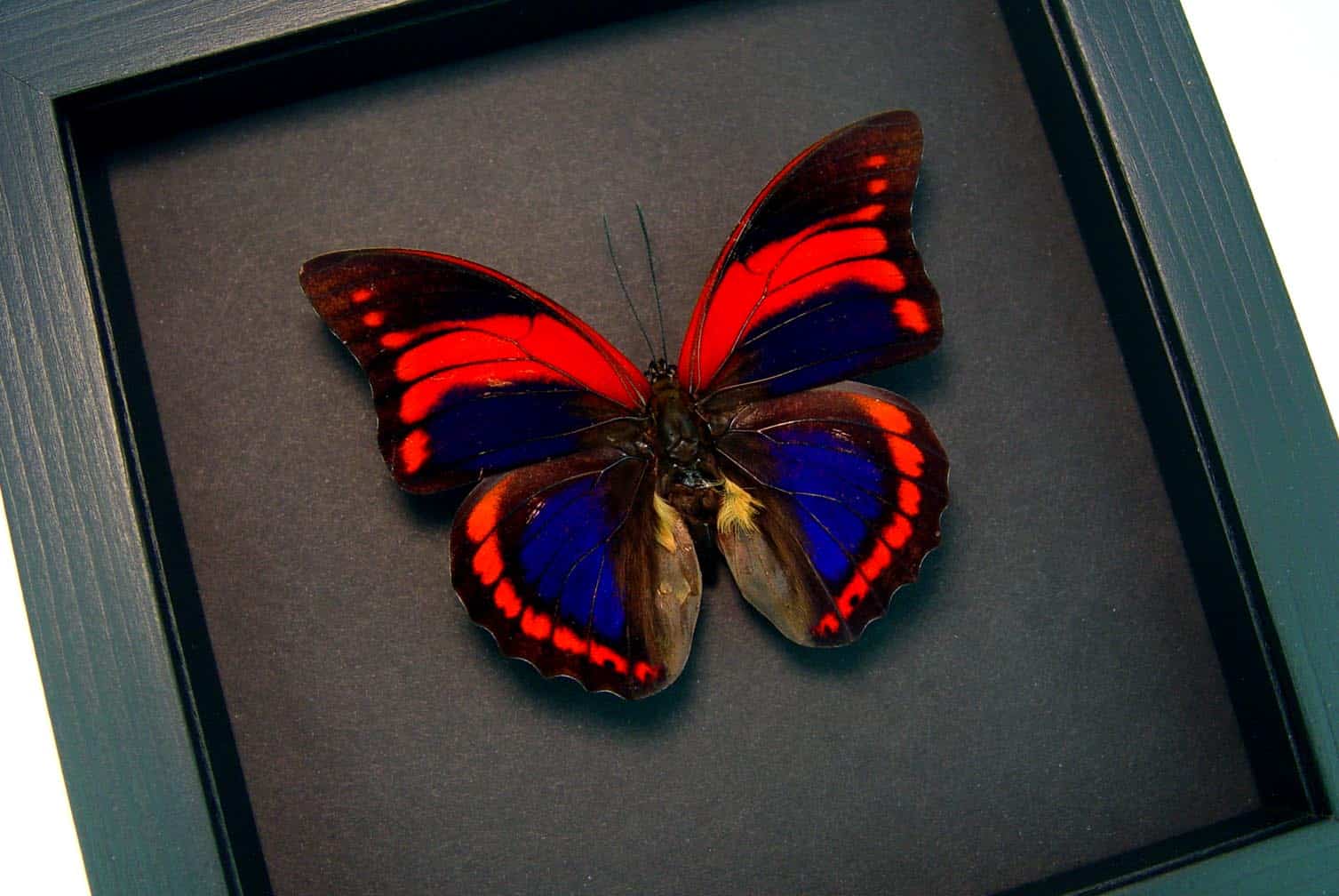 Prepona praeneste Purple Red Framed Butterfly