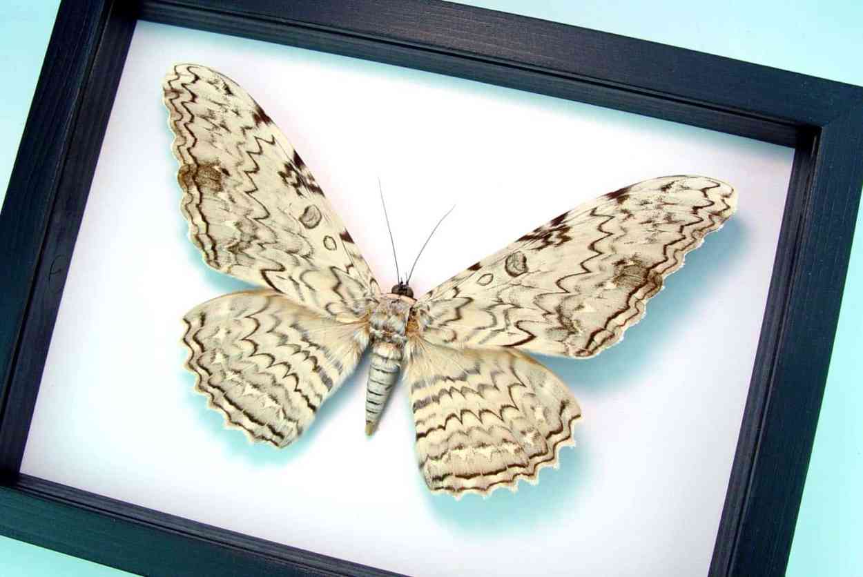 Thysania agrippina White Witch Moth - Framed Giant Moth