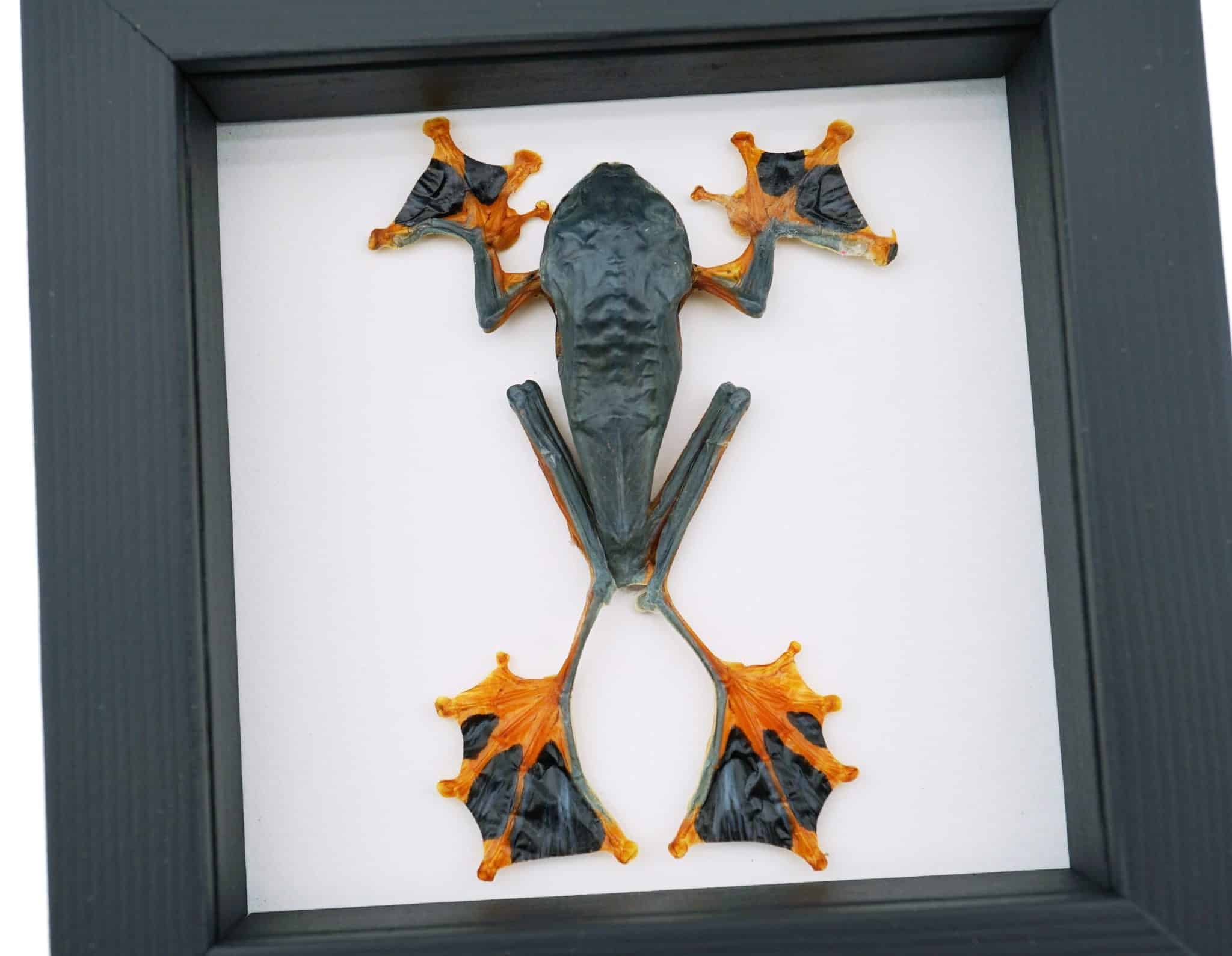 Flying Parachute Tree Frog - Rhacophorus reinwardtii Male Framed