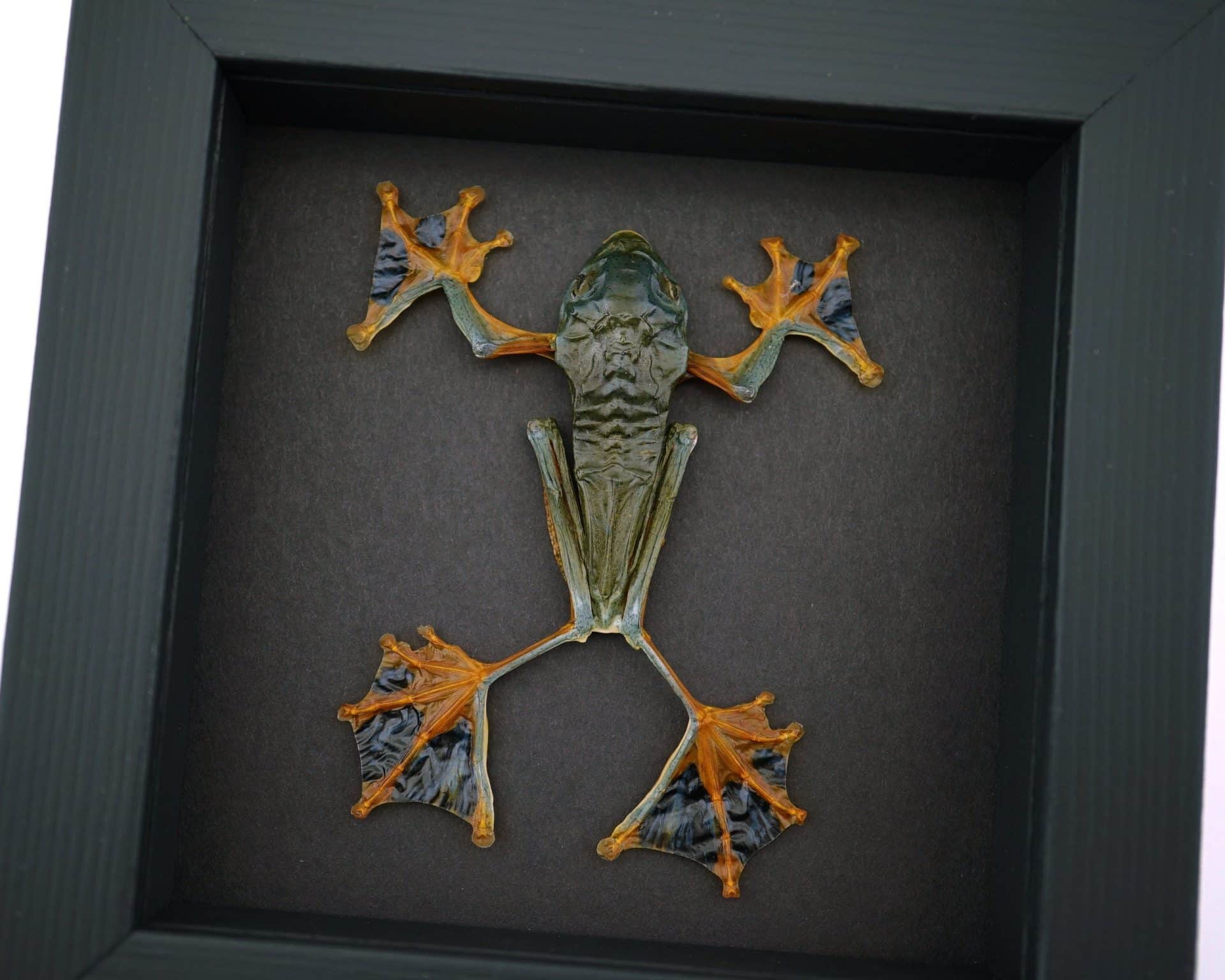 Flying Parachute Tree Frog - Rhacophorus reinwardtii Male Framed