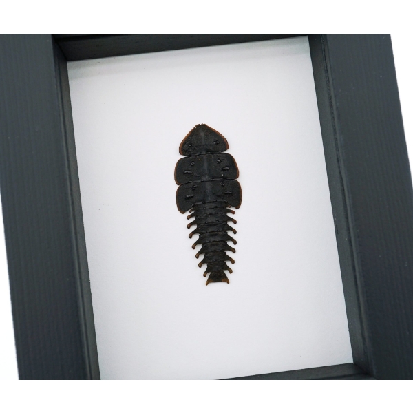 Trilobite Beetle Duliticola hoiseni - Framed Taxidermy Classic Black