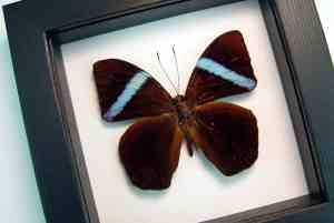New Additions Recently Added Items - Butterfly Designs USA Since 1992