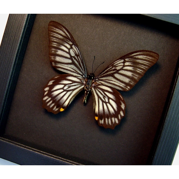Chilasa veiovis Black Gothic Skull Butterfly - Framed Butterfly