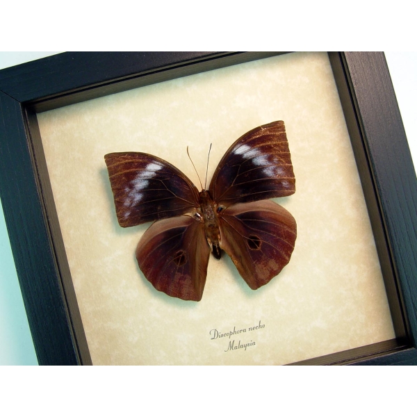 Discophora necho Muted Purple Ghost Butterfly