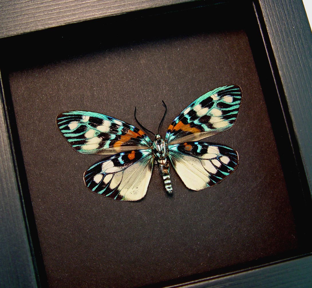 Erasmia pulchera verso- Framed Day Flying Moth - Real Framed Moth