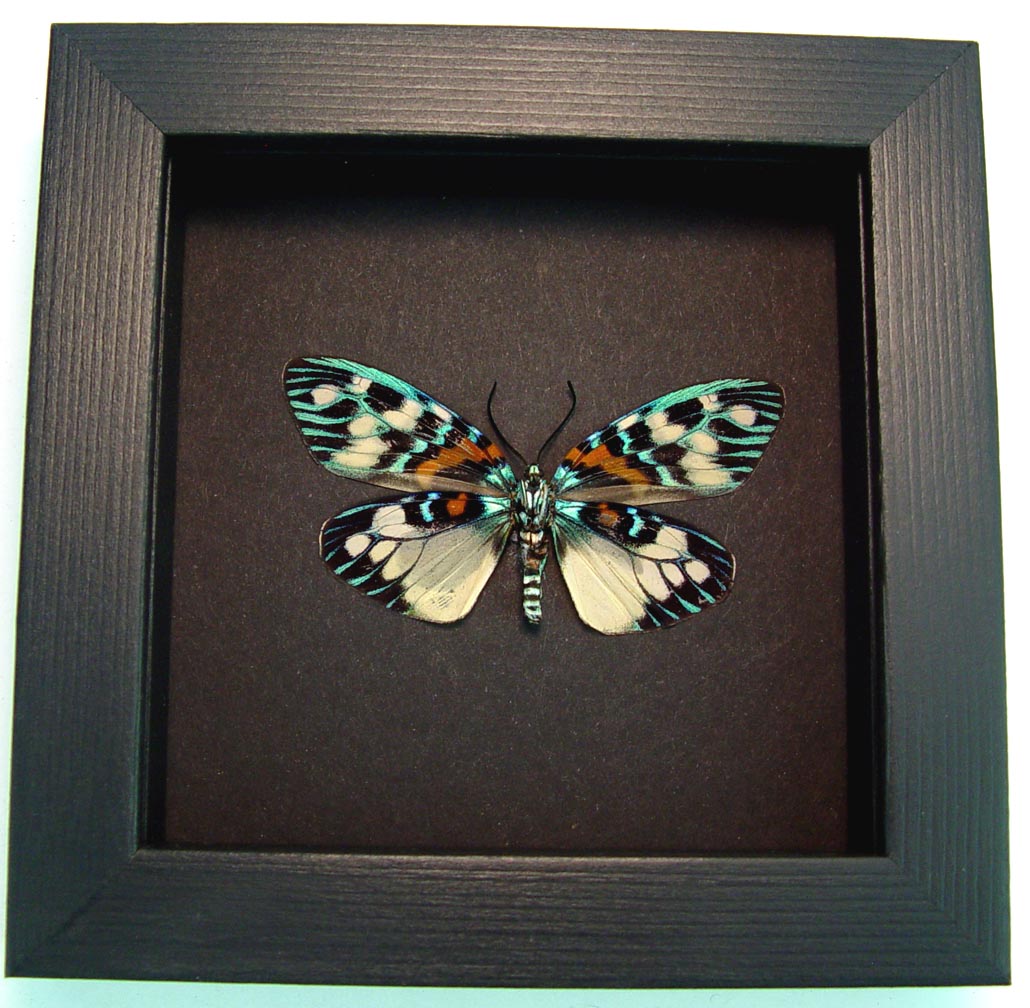 Erasmia pulchera verso- Framed Day Flying Moth - Real Framed Moth