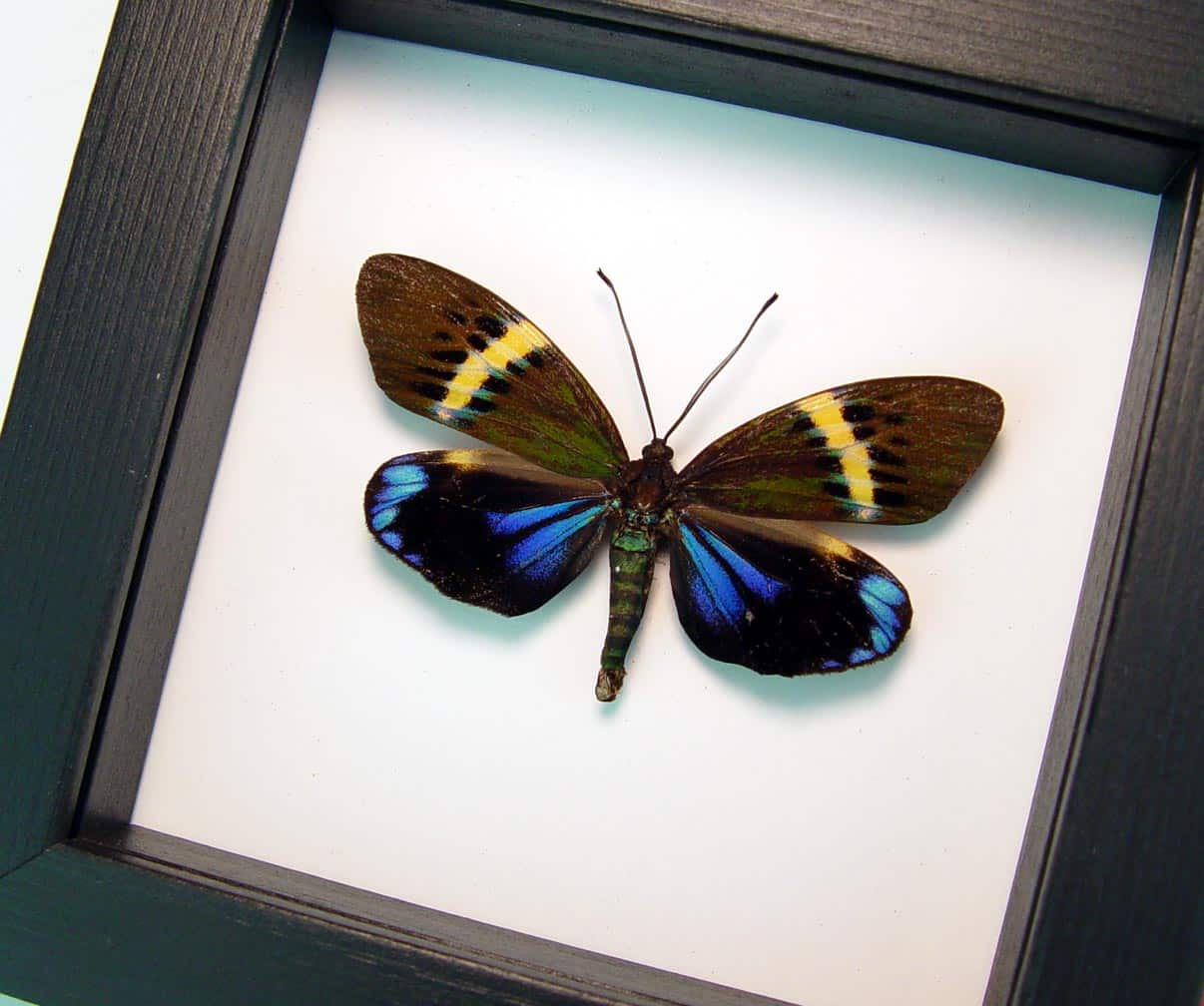 Framed Eterusia repleta - Day Flying Moth - classic black display