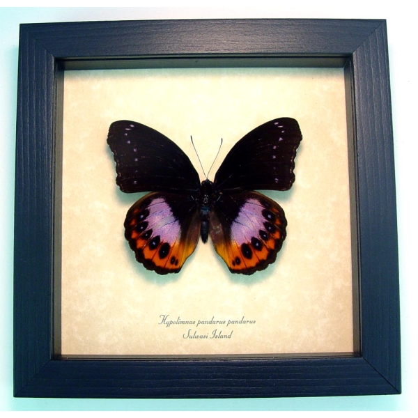 Hypolimnas pandarus Purple Orange - Real Framed Butterfly