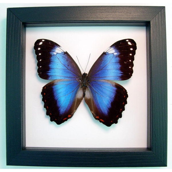 Violet Butterfly - Morpho helenor violaceus - framed insect