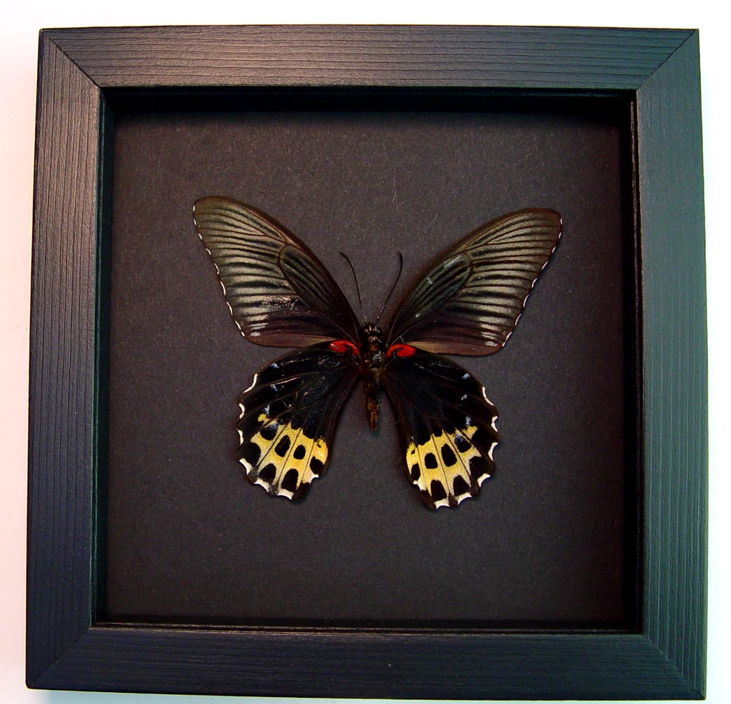 Papilio forbesi verso Black Gold Framed Butterfly - Moonlight Display