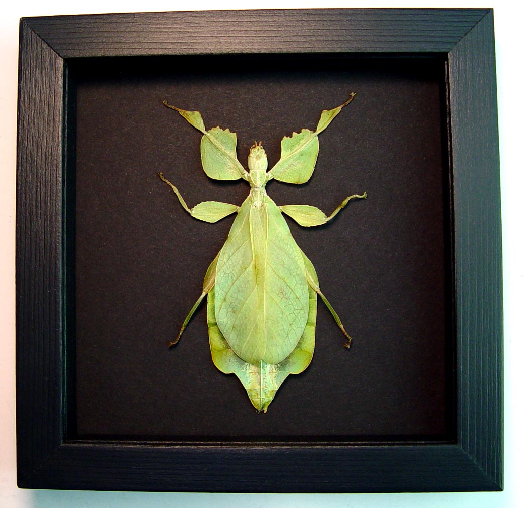Phyllium celebicum - Green Walking Leaf Mimic - Framed Insect