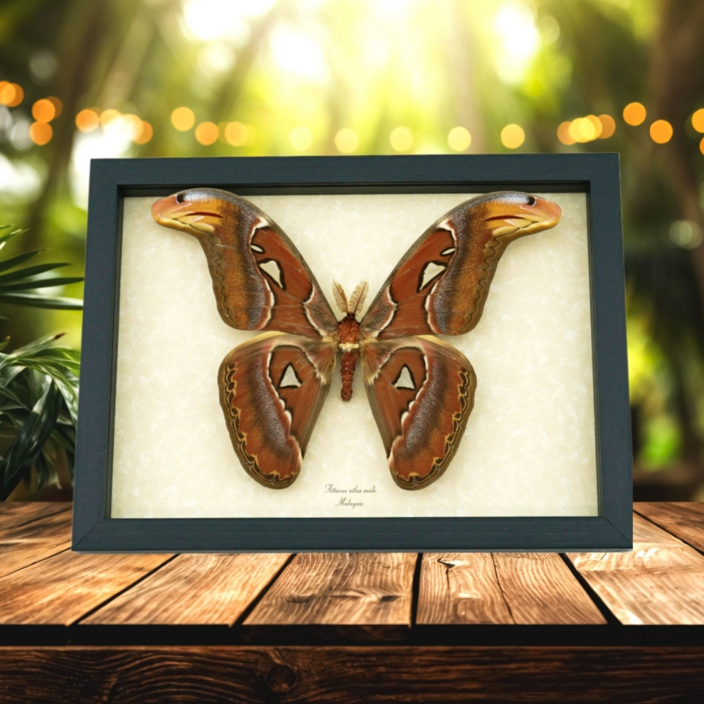 Atlas Moths - Attacus atlas moth - Framed by Butterfly Designs USA