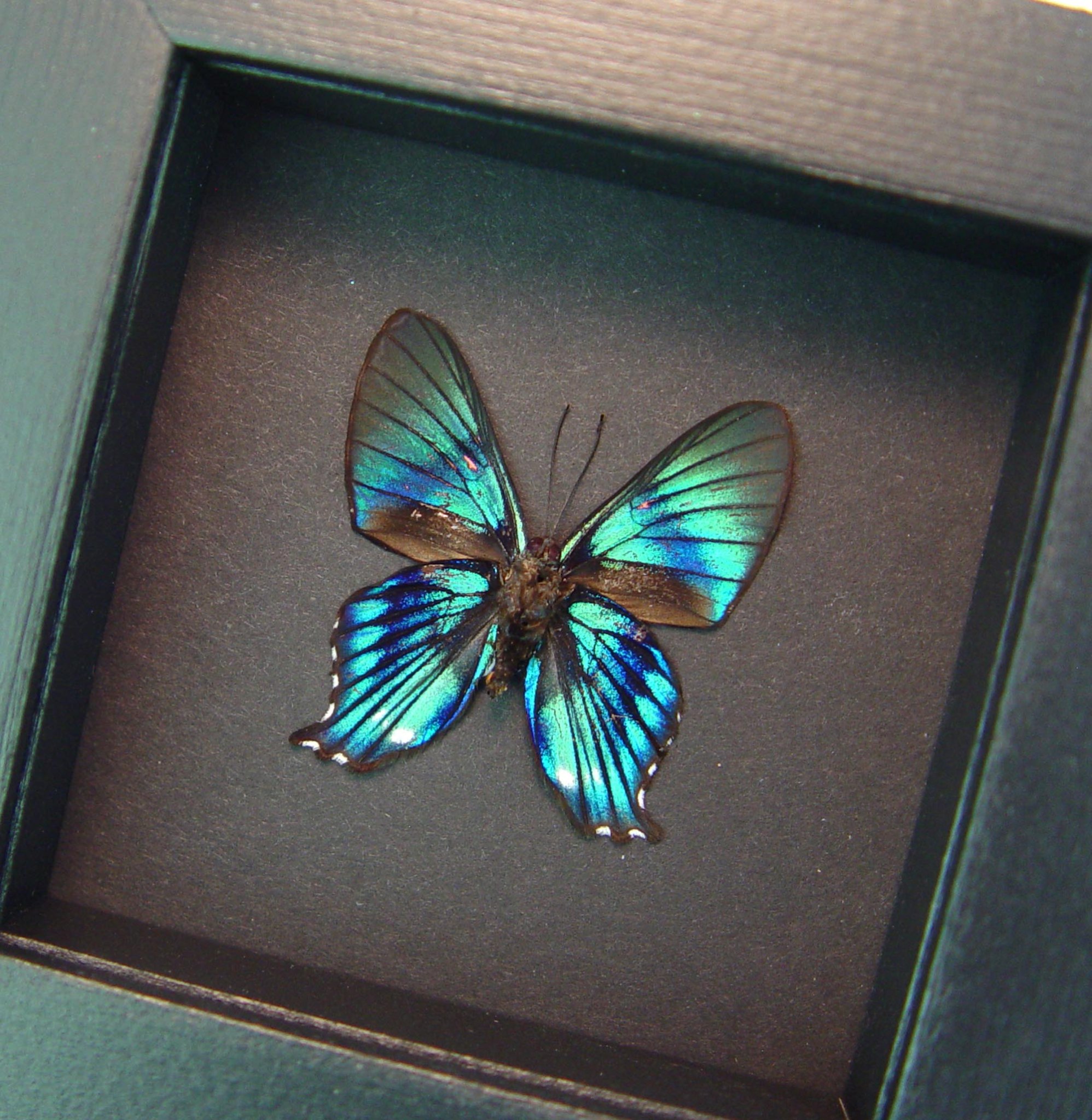 New Additions Recently Added Items - Butterfly Designs USA Since 1992