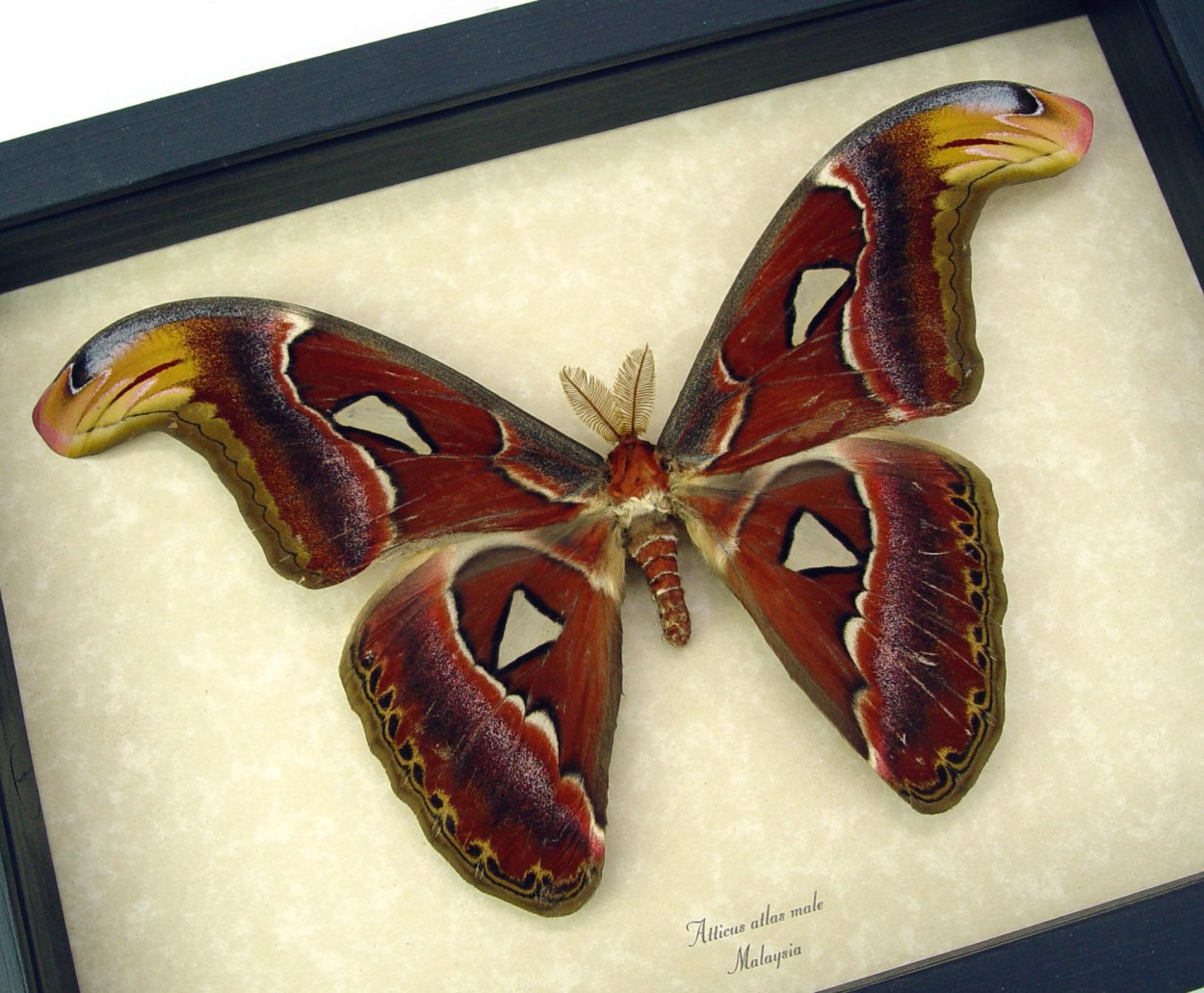 Attacus atlas Moth Male 8 1/4"+ Wingspan - Xlarge Framed