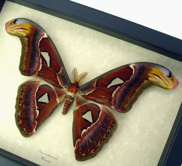 Attacus atlas Moth Male 8 1/4"+ Wingspan - Xlarge Framed