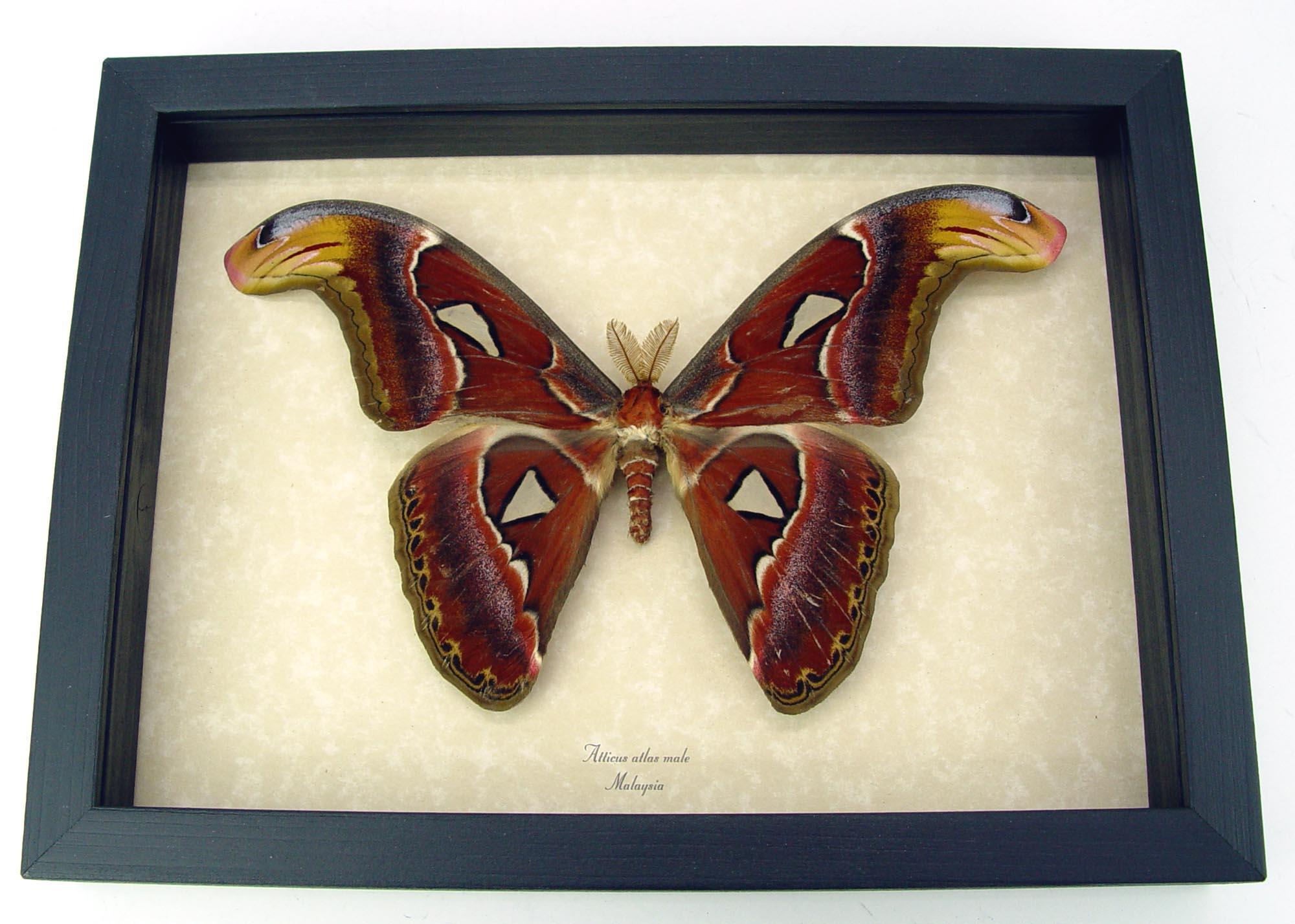 Attacus atlas Moth Male 8 1/4"+ Wingspan - Xlarge Framed