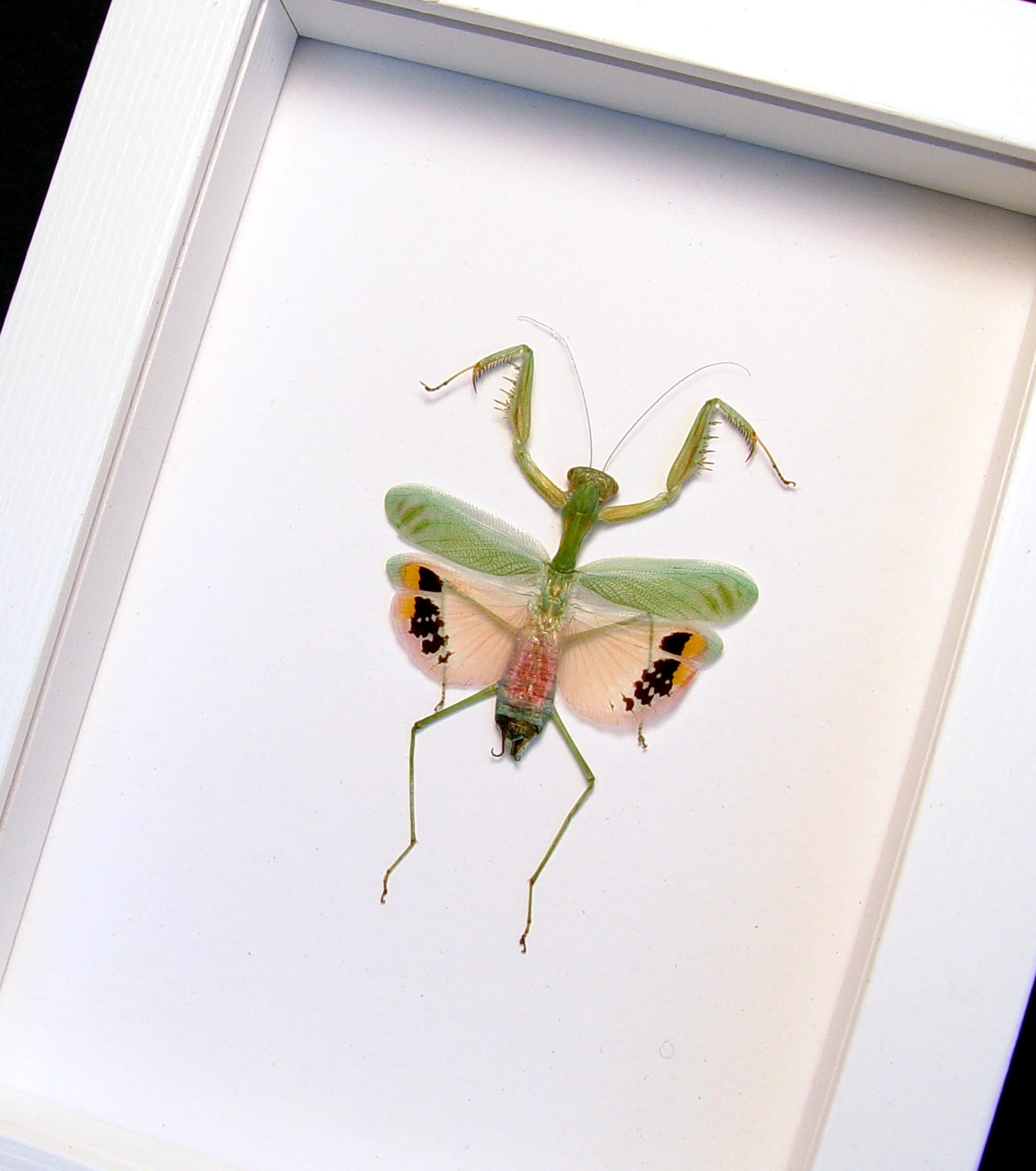preying mantis Archives - Butterfly-Designs Real Framed Butterflies ...