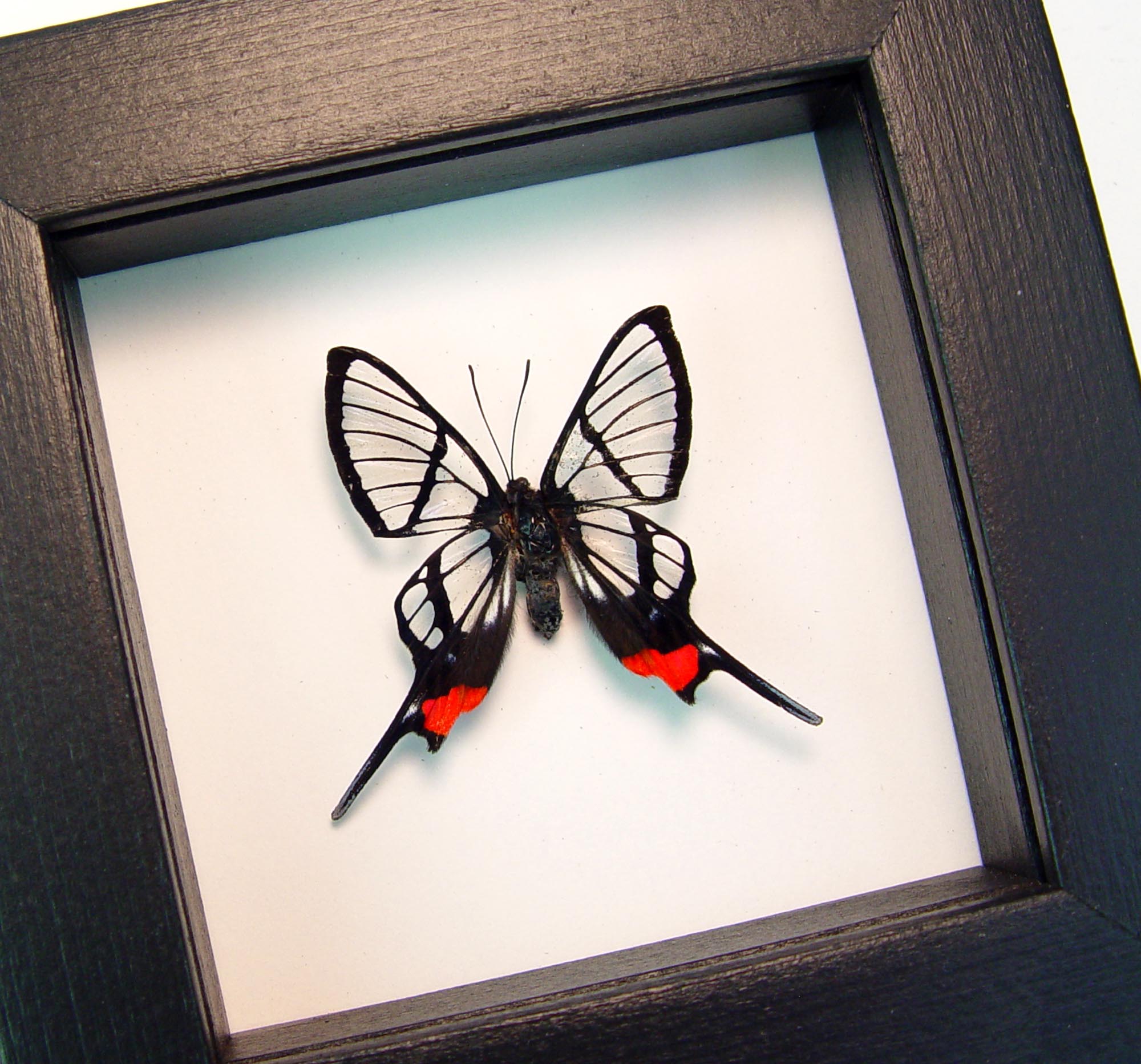 Chorinea faunus Long Tailed Glasswing Swallowtail - Framed Butterfly