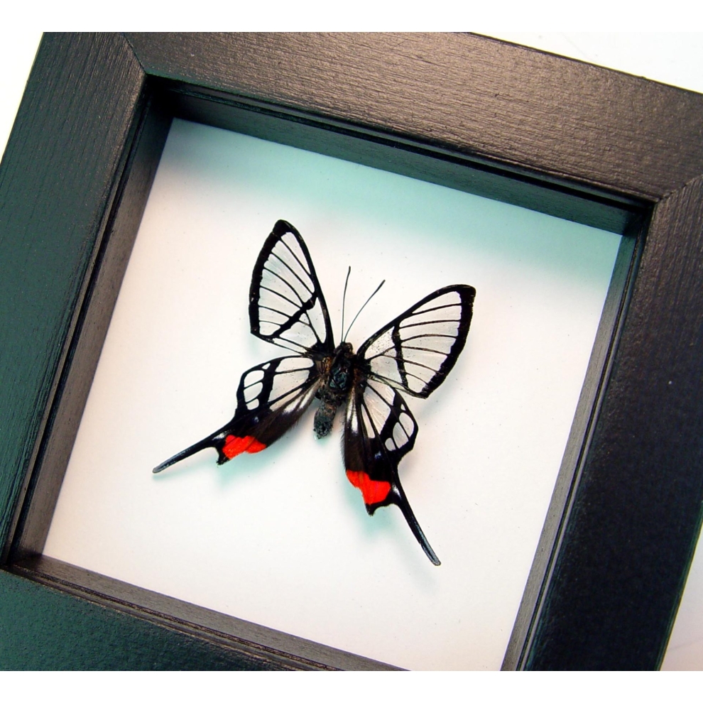 Chorinea faunus Long Tailed Glasswing Swallowtail - Framed Butterfly