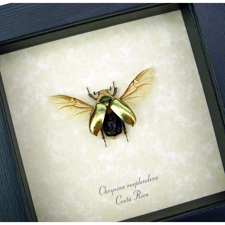 Gold Scarab flying Jewel Beetle - Framed Chrysina resplendens