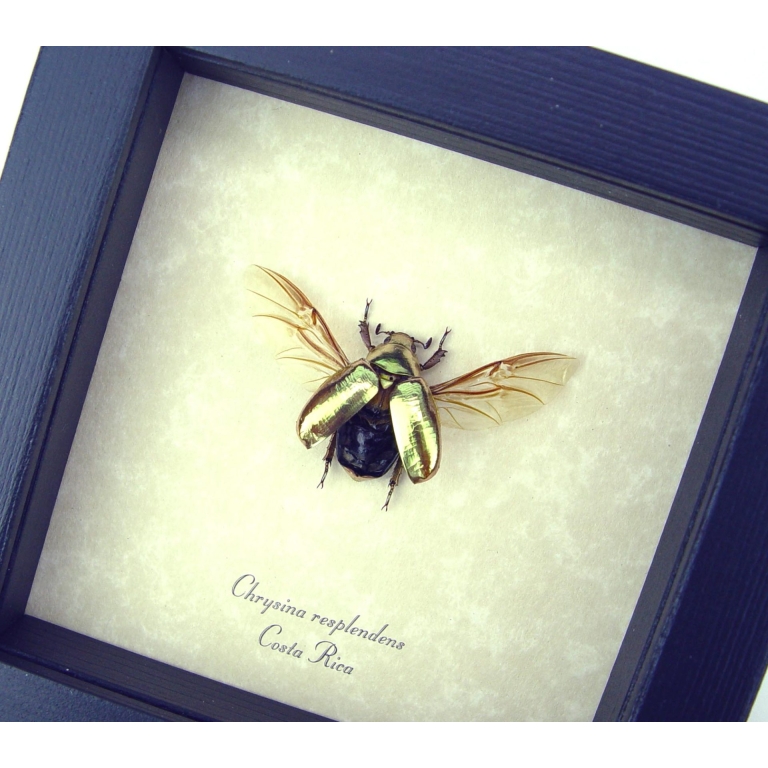 Gold Scarab flying Jewel Beetle - Framed Chrysina resplendens