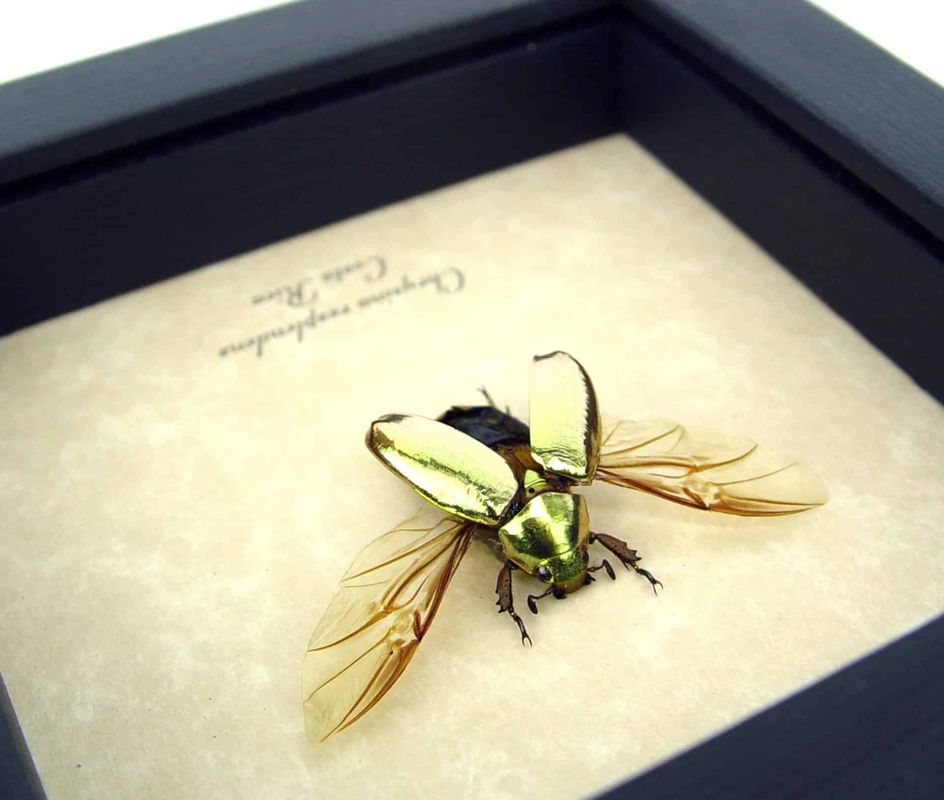 Gold Scarab flying Jewel Beetle - Framed Chrysina resplendens