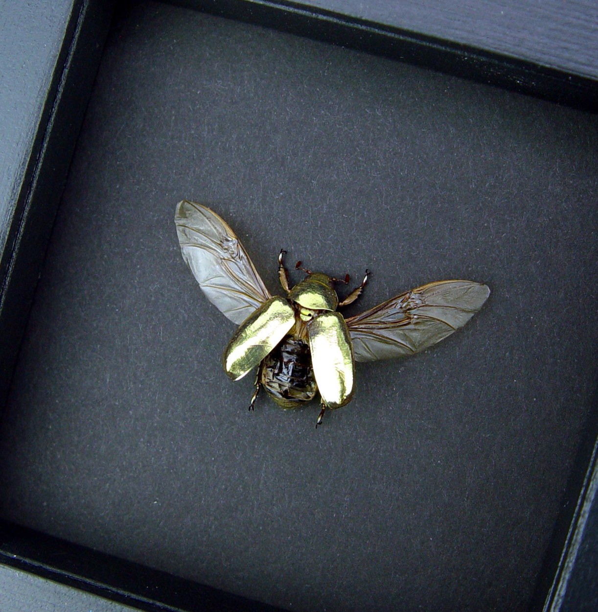 Gold Scarab flying Jewel Beetle - Framed Chrysina resplendens
