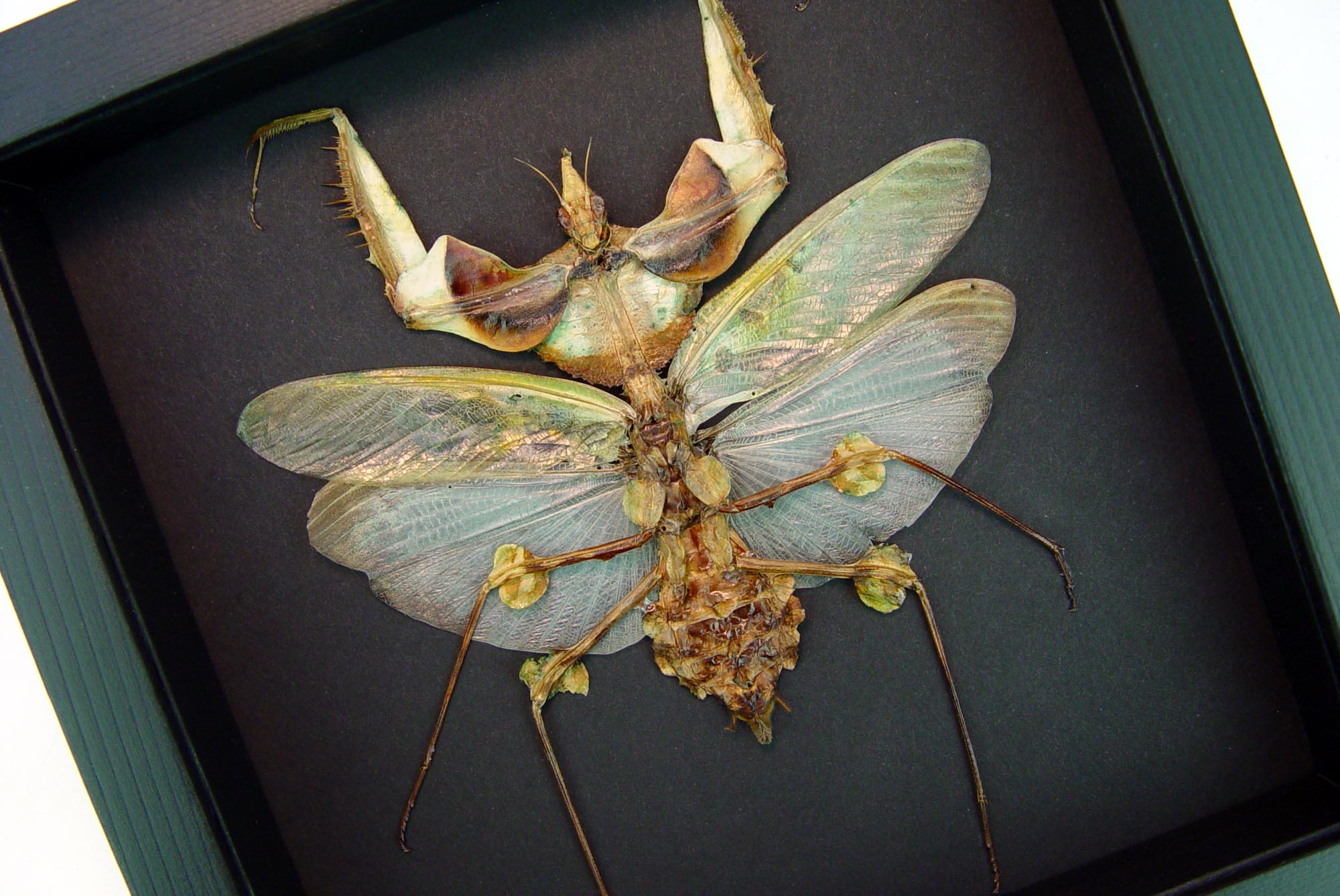 preying mantis Archives - Butterfly-Designs Real Framed Butterflies ...