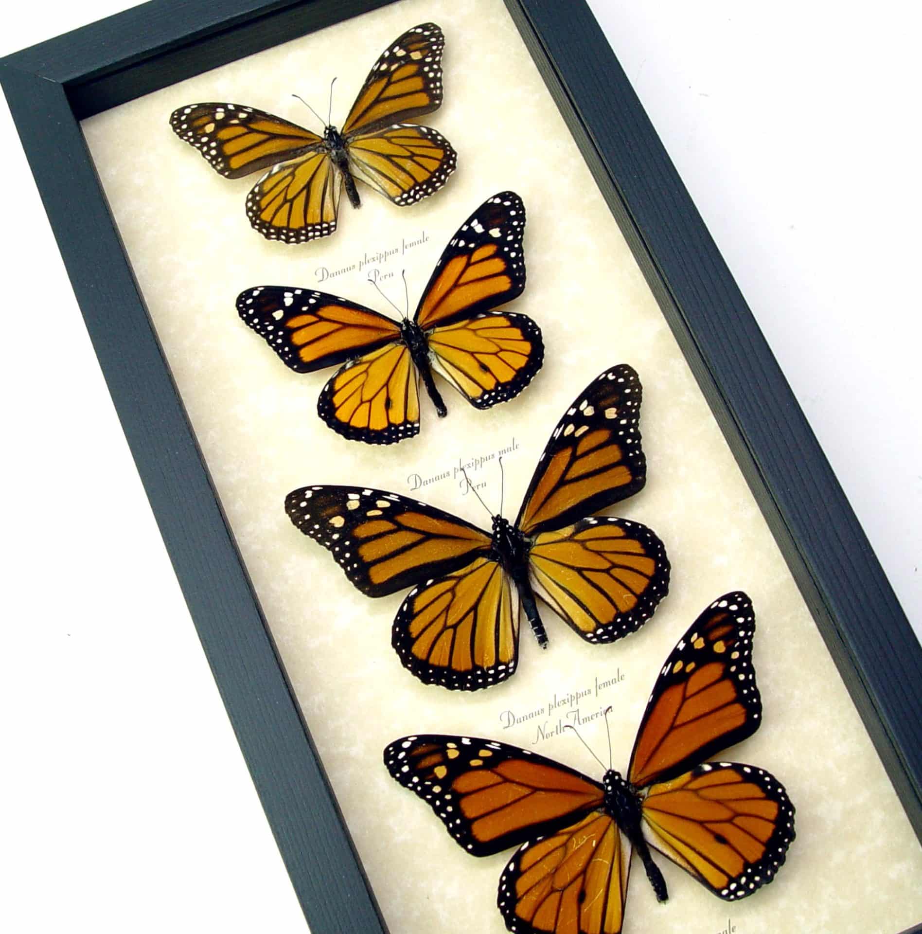 Monarch Butterfly Collection - Framed Butterflies Danaus Plexippus