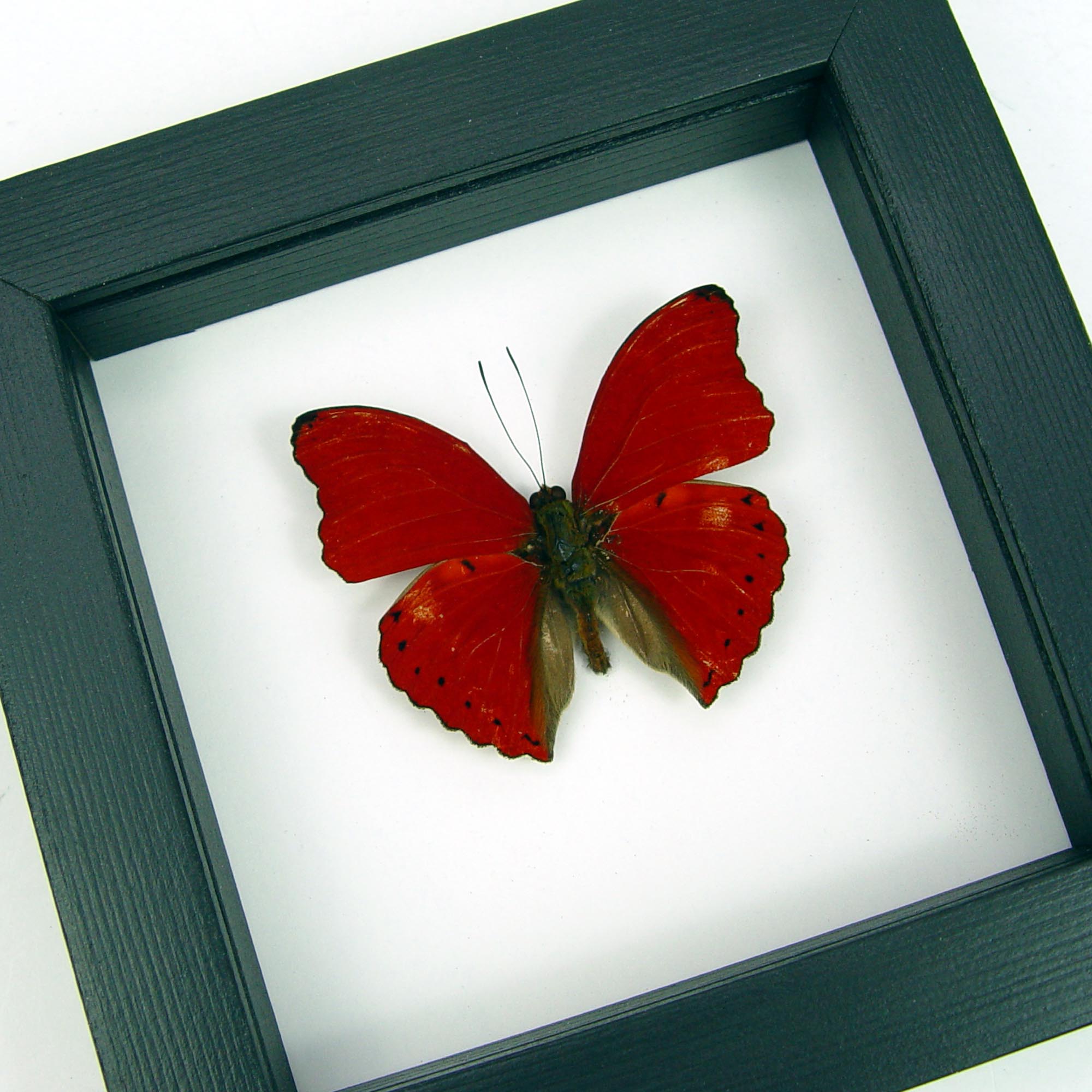 Cymothoe sangaris Red Glider Red Heart Butterfly - Classic Black Display