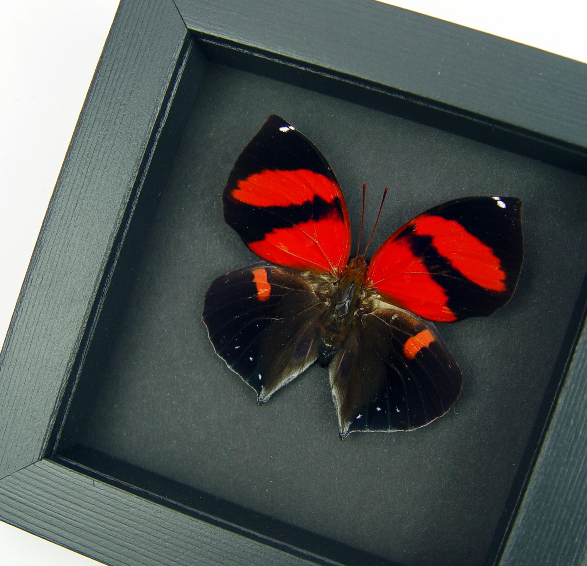 Siderone galanthis Red Heart Butterfly - Framed Moonlight Display