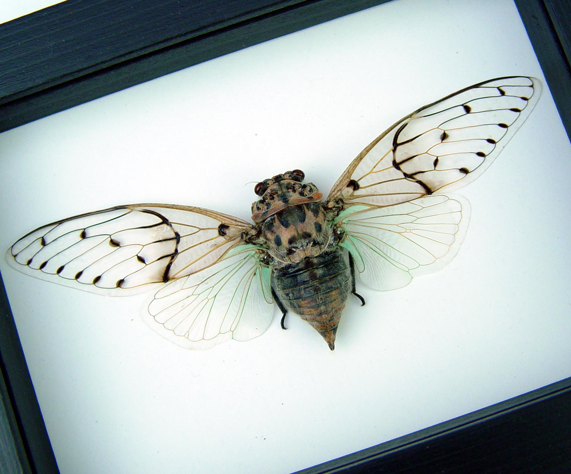 Ayuthia spectabilis - Framed White Ghost Cicada - Classic Black Display