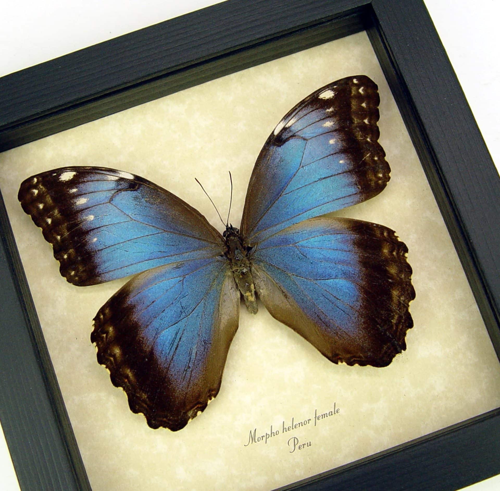 Morpho menelaus Female - Framed Blue Morpho Butterfly