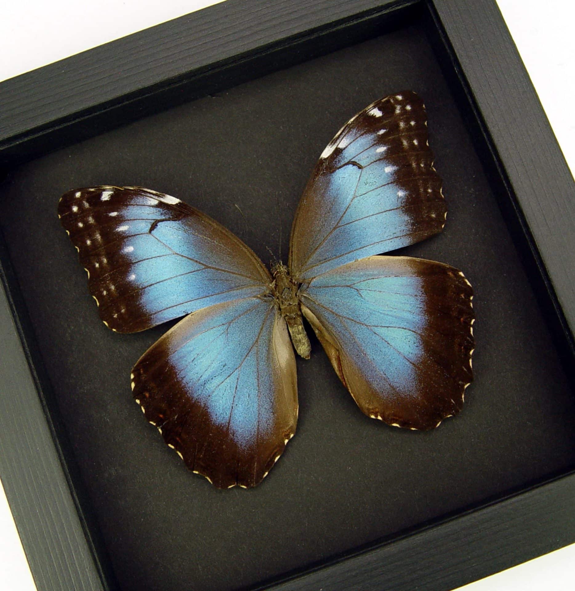 Morpho menelaus Female - Framed Blue Morpho Butterfly