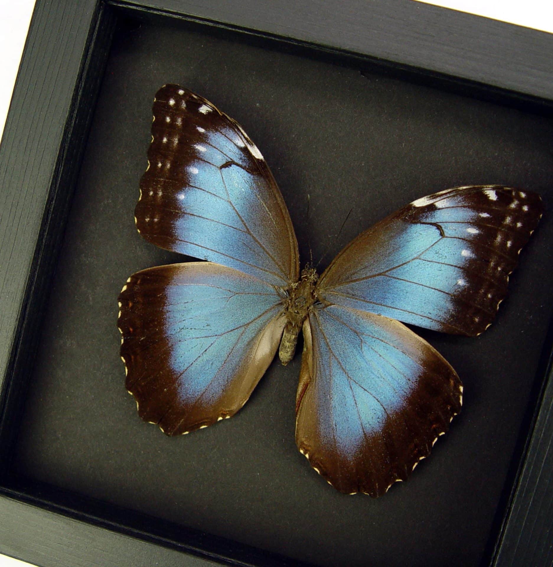 Morpho menelaus Female - Framed Blue Morpho Butterfly