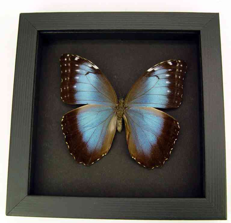 Morpho menelaus Female - Framed Blue Morpho Butterfly
