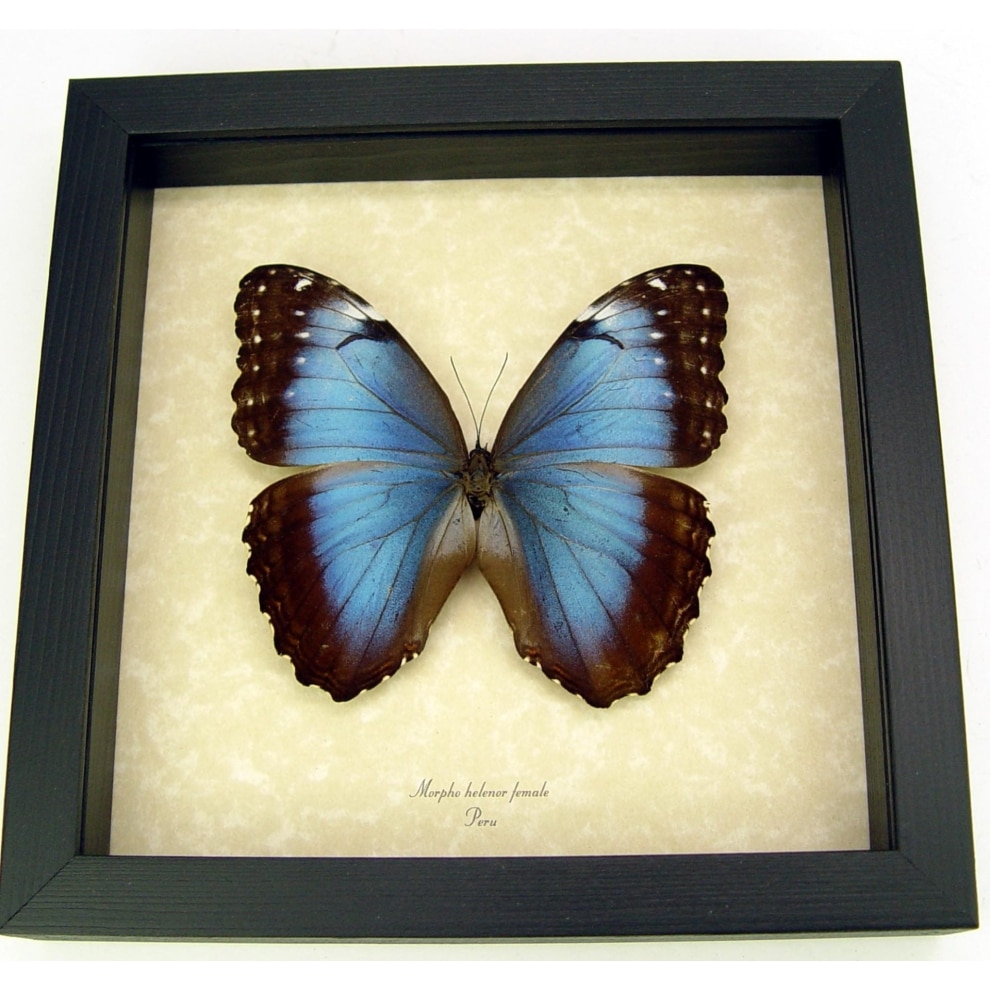 Morpho helenor Female XL - Framed Blue Morpho Butterfly Display