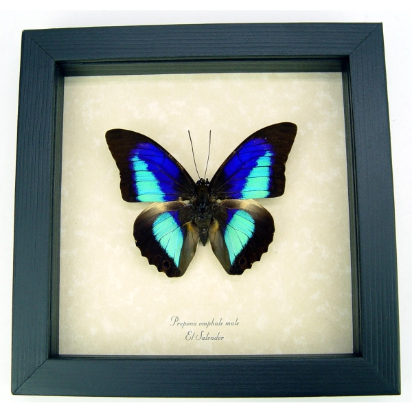 Rare Electric Blue Purple Butterfly - Prepona omphale Framed