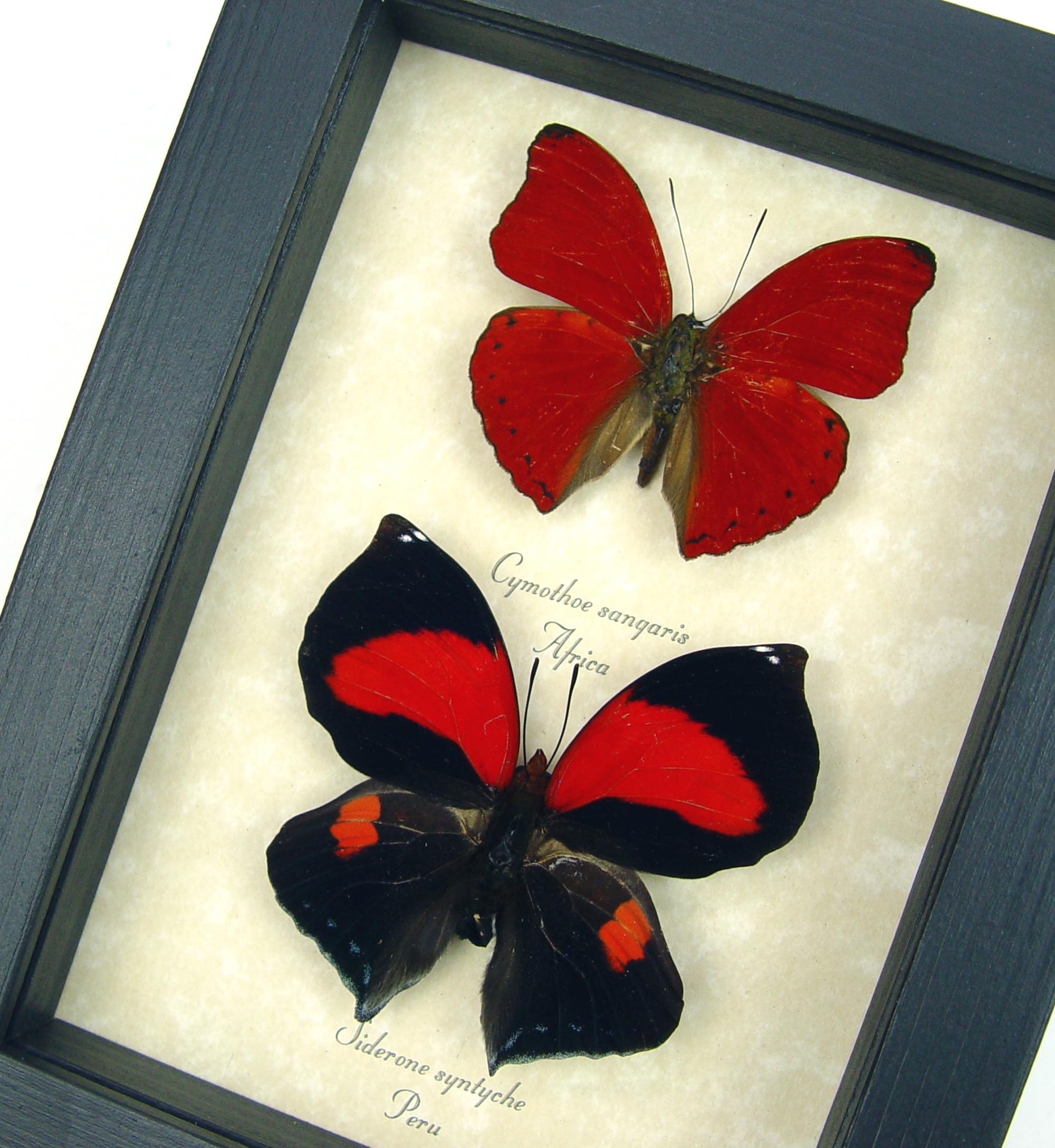 Red Heart Butterfly Set - Real Framed Butterflies
