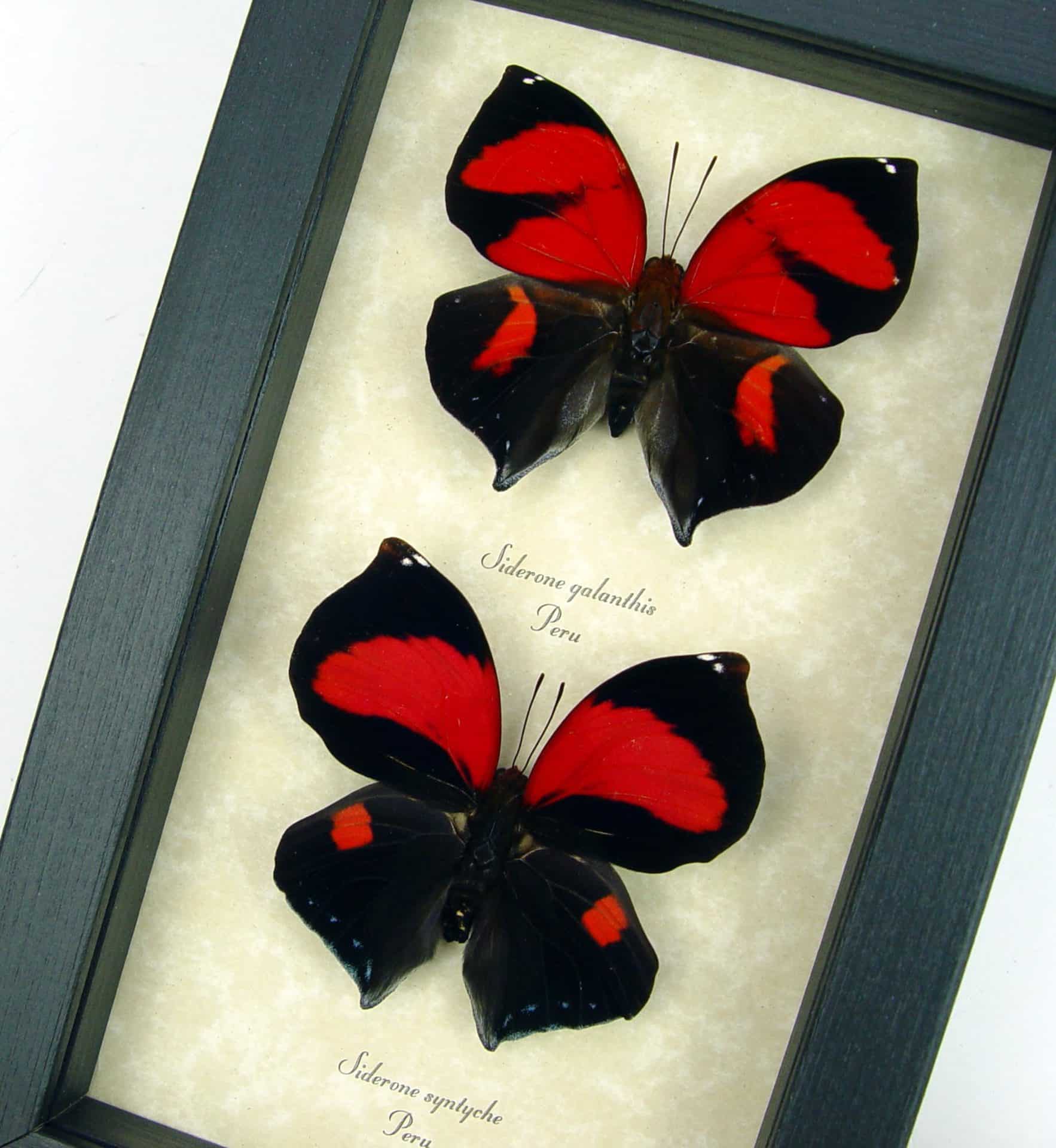 Red Heart Butterfly Set - Real Framed Butterflies Siderone Galanthis