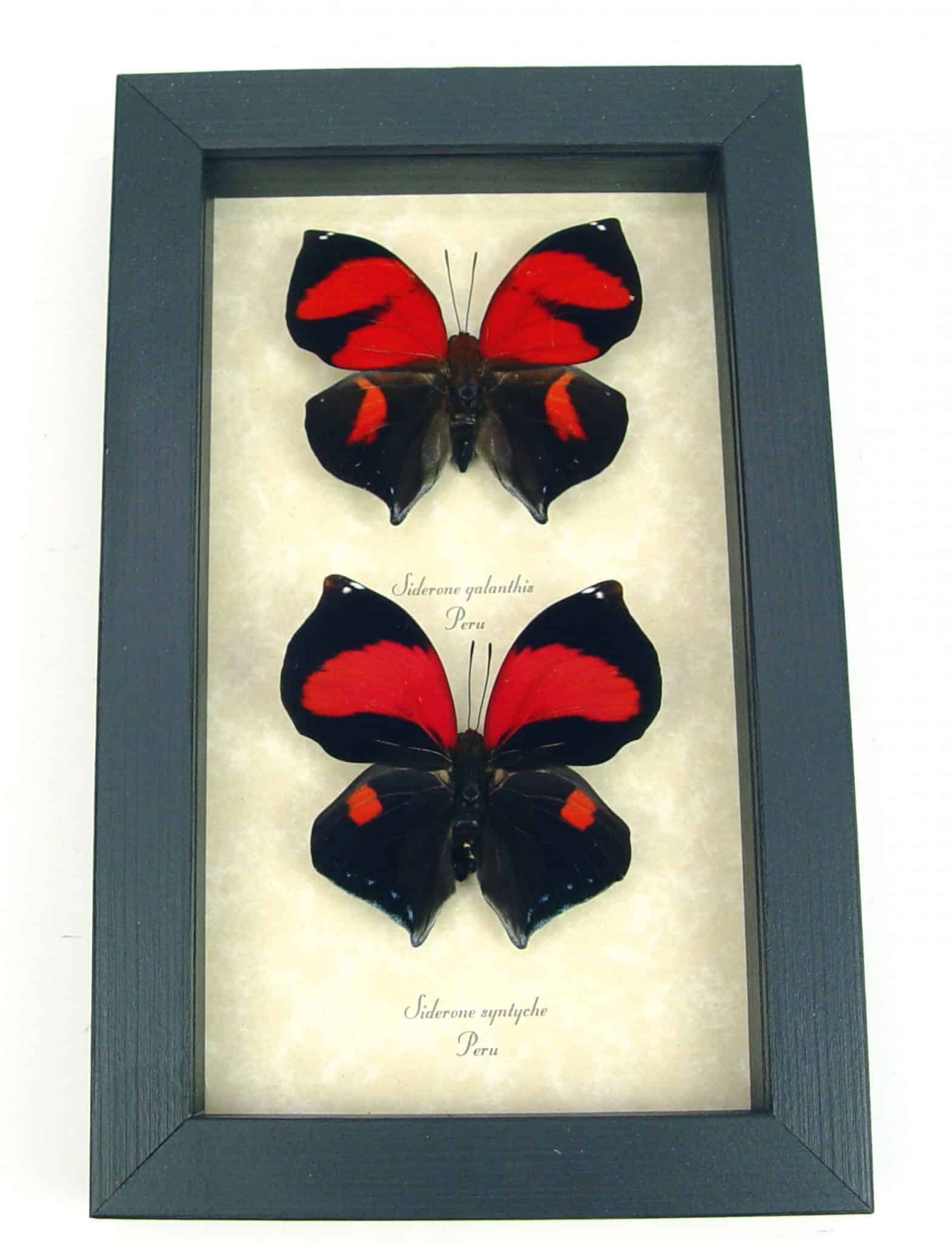 Red Heart Butterfly Set - Real Framed Butterflies Siderone Galanthis