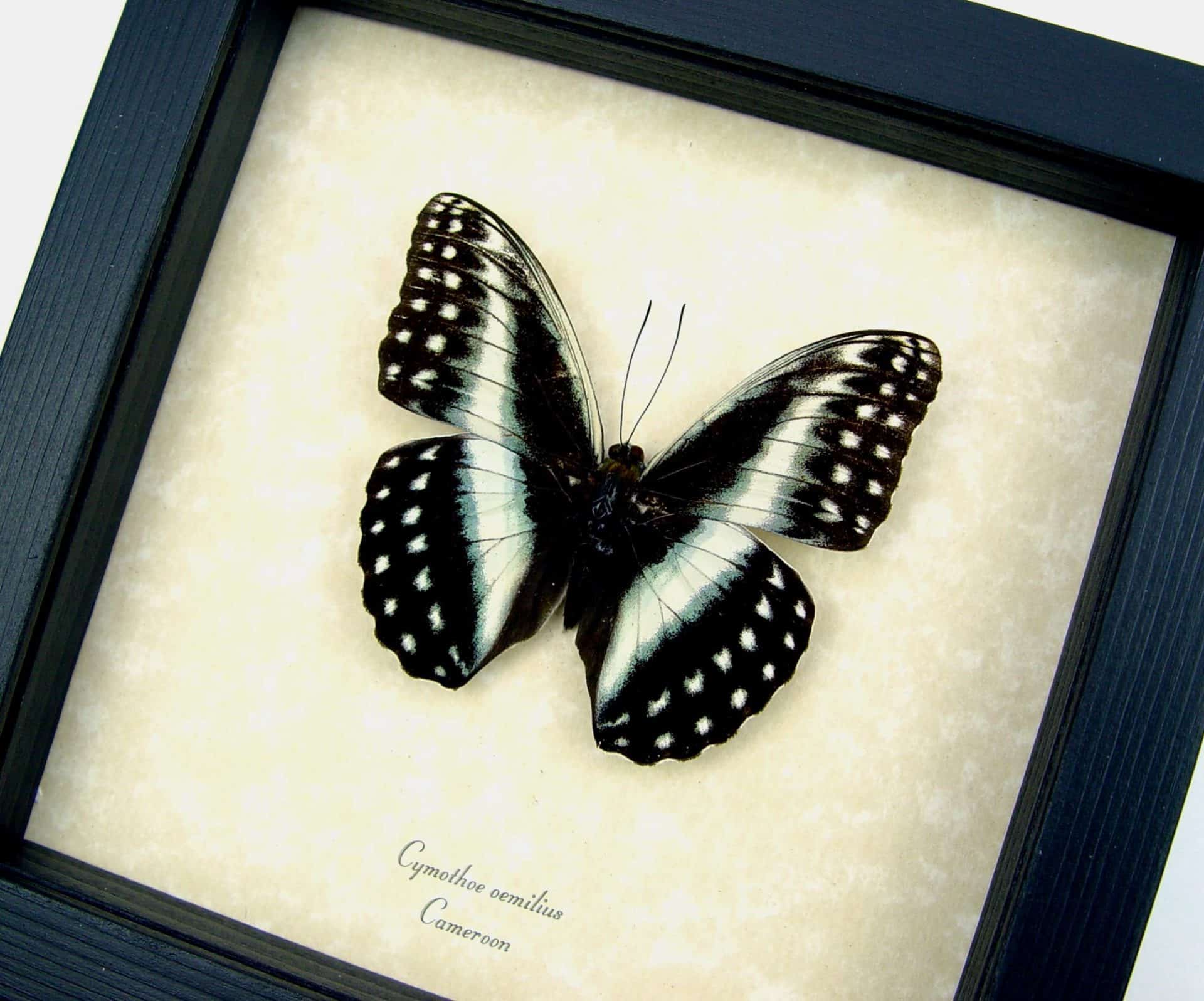 Rare Framed African Butterfly - Blue Striped Glider Cymothoe