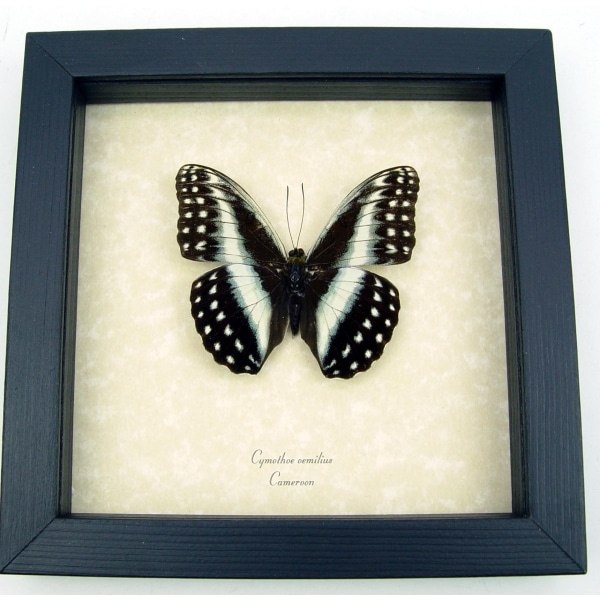 Rare Framed African Butterfly - Blue Striped Glider Cymothoe