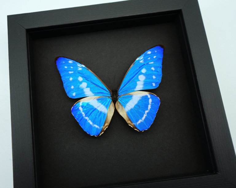 Morpho cypris Blue Morpho Butterfly - moonlight display