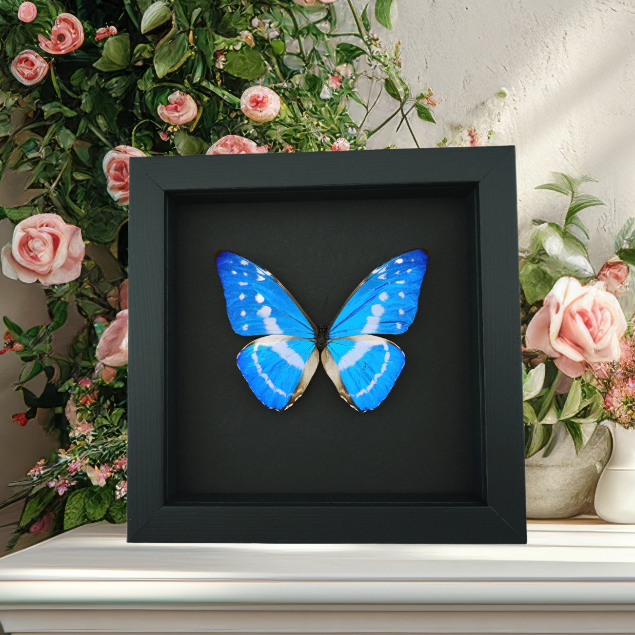 Morpho cypris Blue Morpho Butterfly - moonlight display