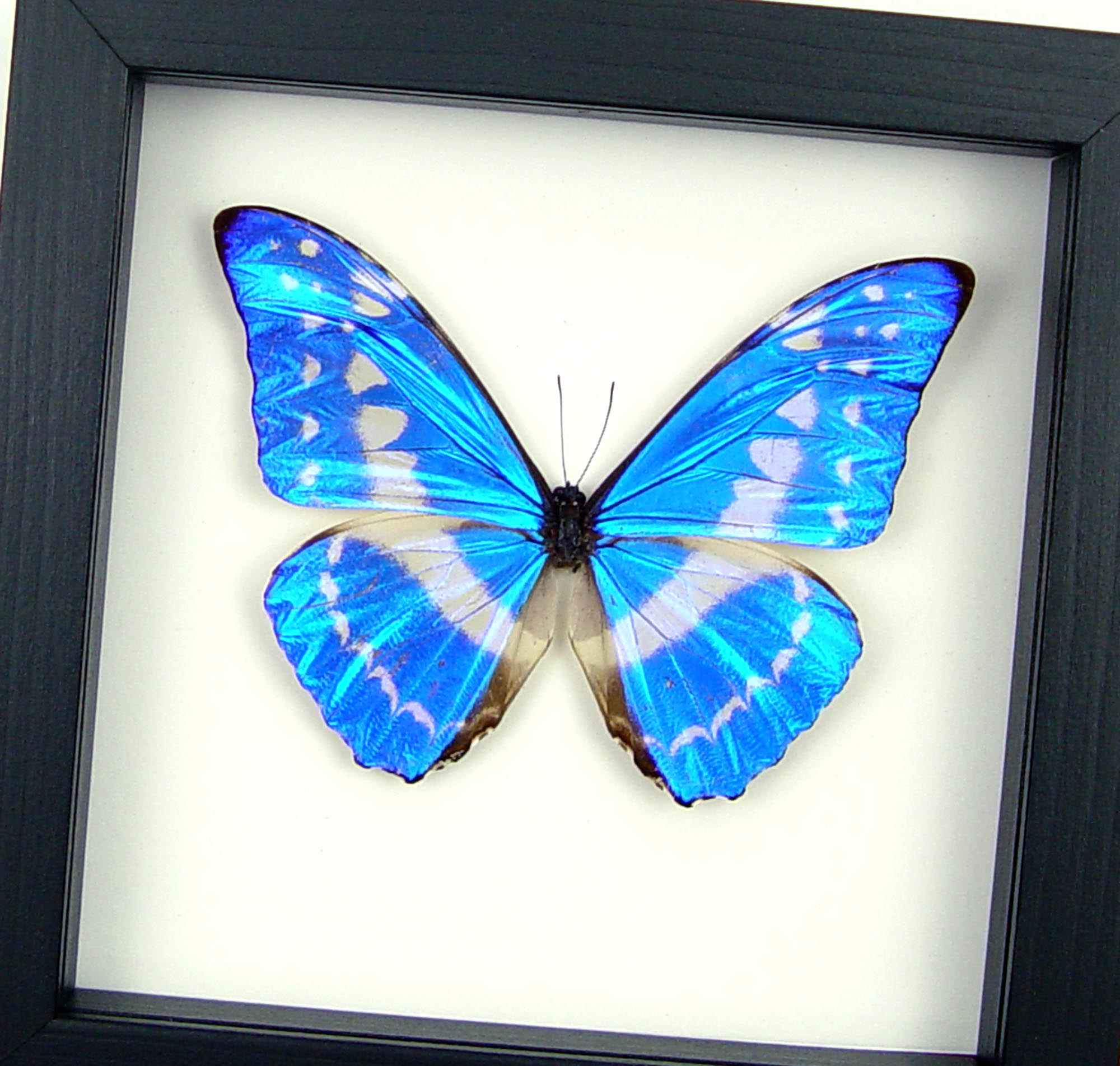Morpho cypris Blue Morpho - Framed Butterfly Taxidermy