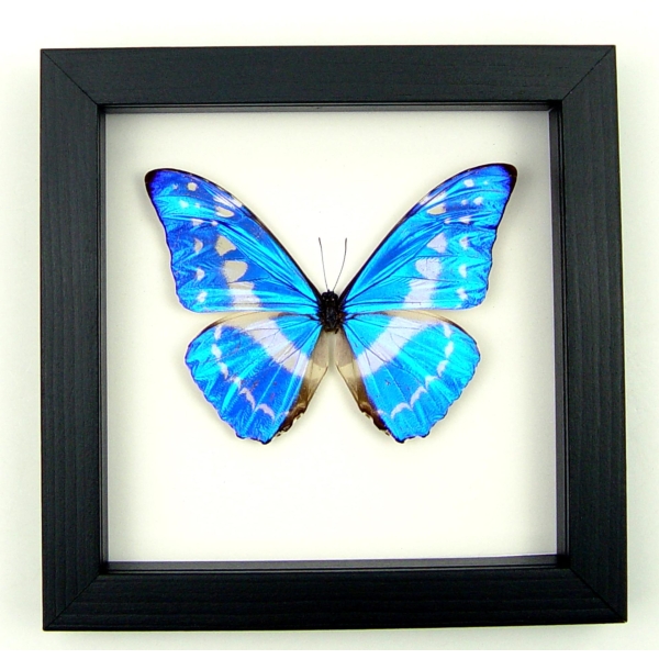 Morpho cypris Blue Morpho - Framed Butterfly Taxidermy