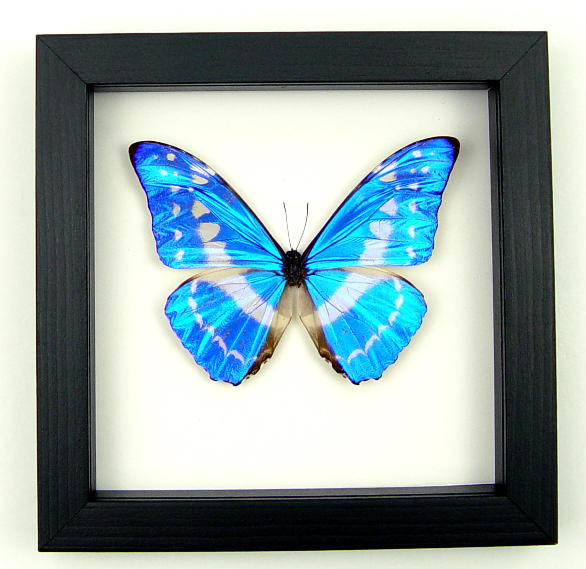 Morpho cypris Blue Morpho - Framed Butterfly Taxidermy
