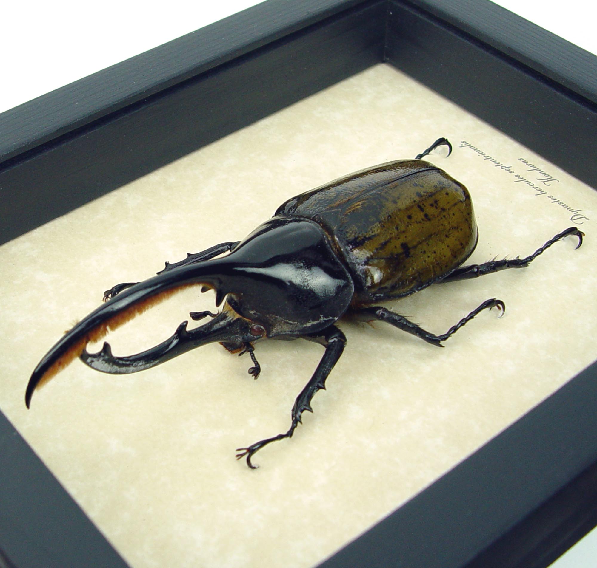 Giant Hercules Beetle Dynastes hercules septentrionalis 115mm
